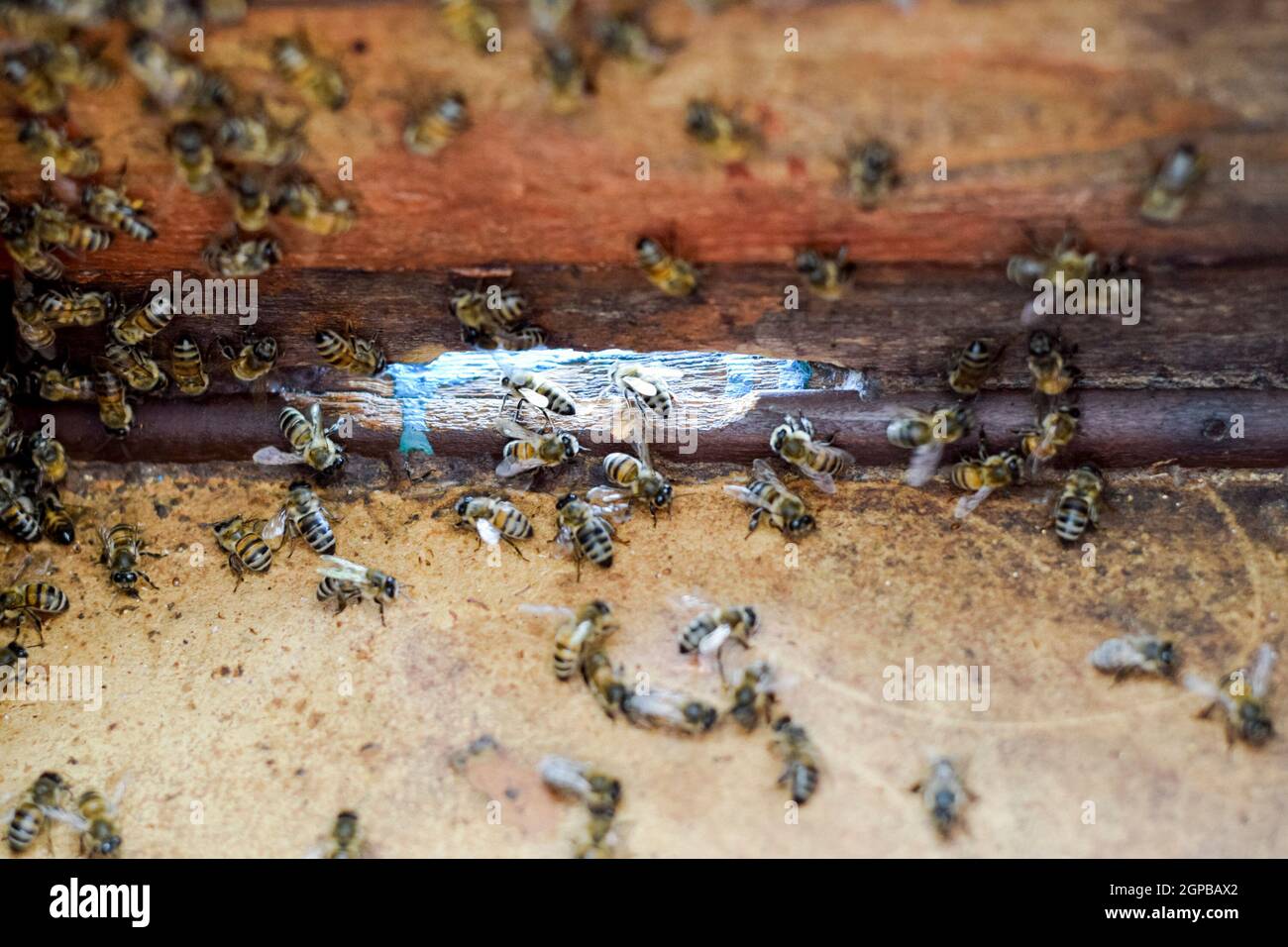 A beehive, a view from the inside. The bee-hut. Honey bee. Entrance to ...