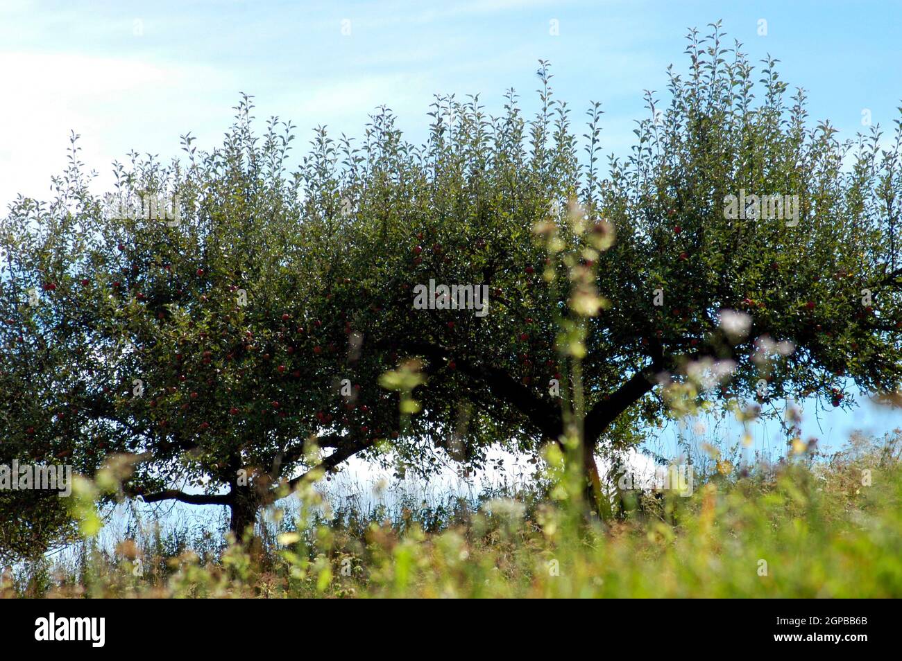 Autochthonous tree hi-res stock photography and images - Alamy