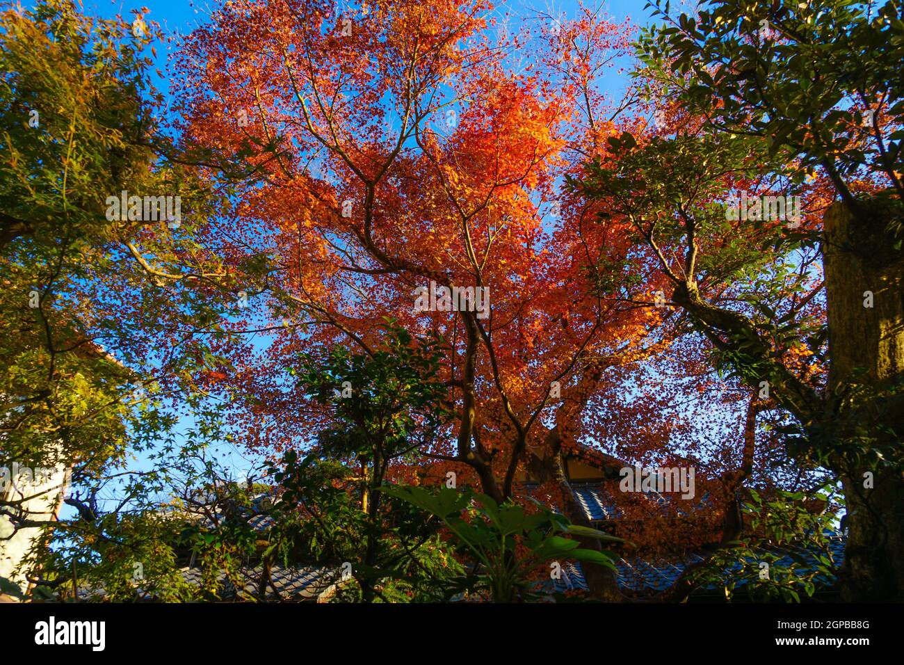 Autumn leaves and Kamakura skyline. Shooting Location: Kamakura ...