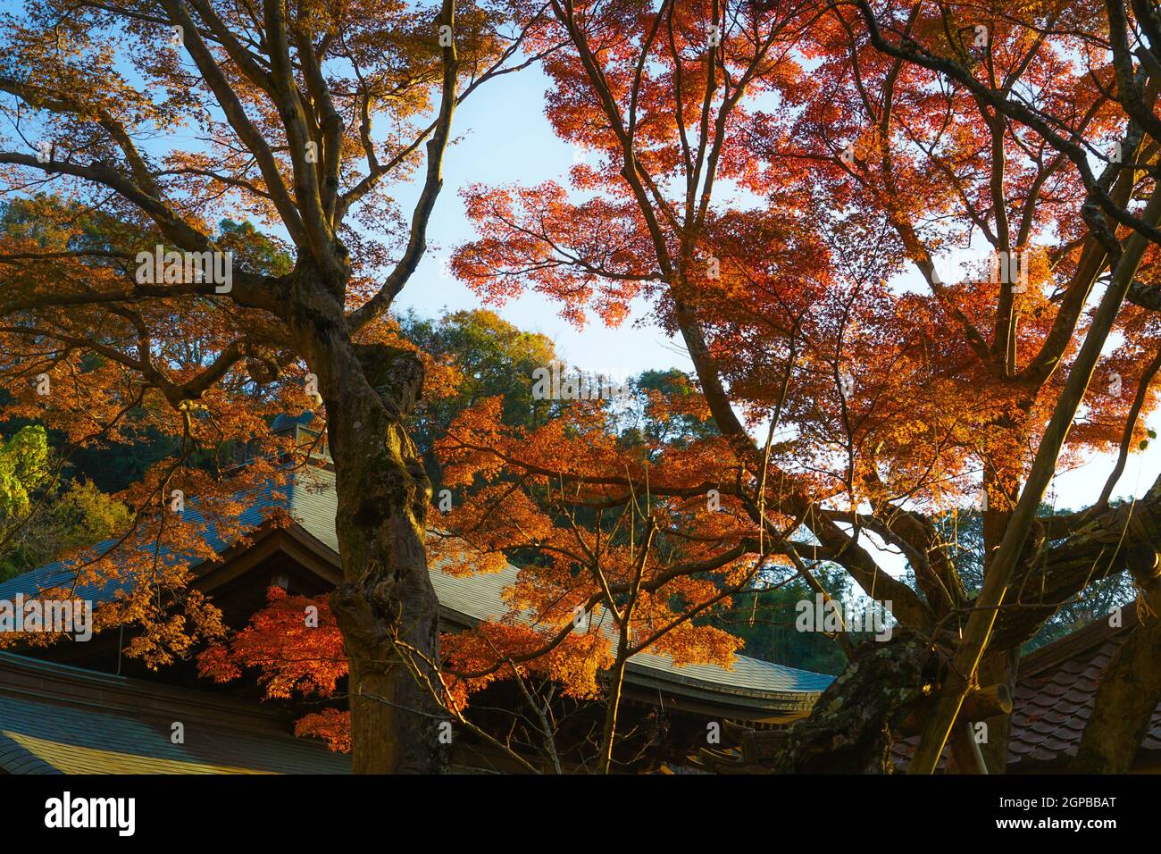Autumn leaves and Kamakura skyline. Shooting Location: Kamakura ...