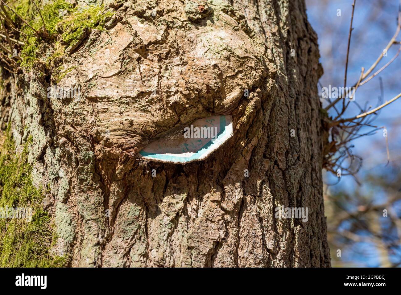 Overgrown willow tree hi-res stock photography and images - Alamy