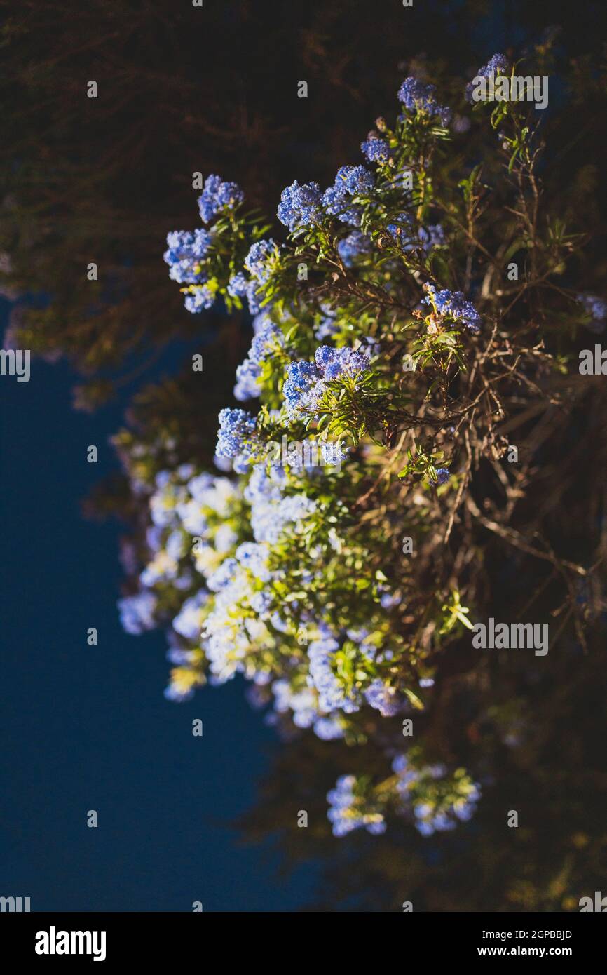 blue pacific "Ceanothus" tree with flowers in full bloom shot at night ...
