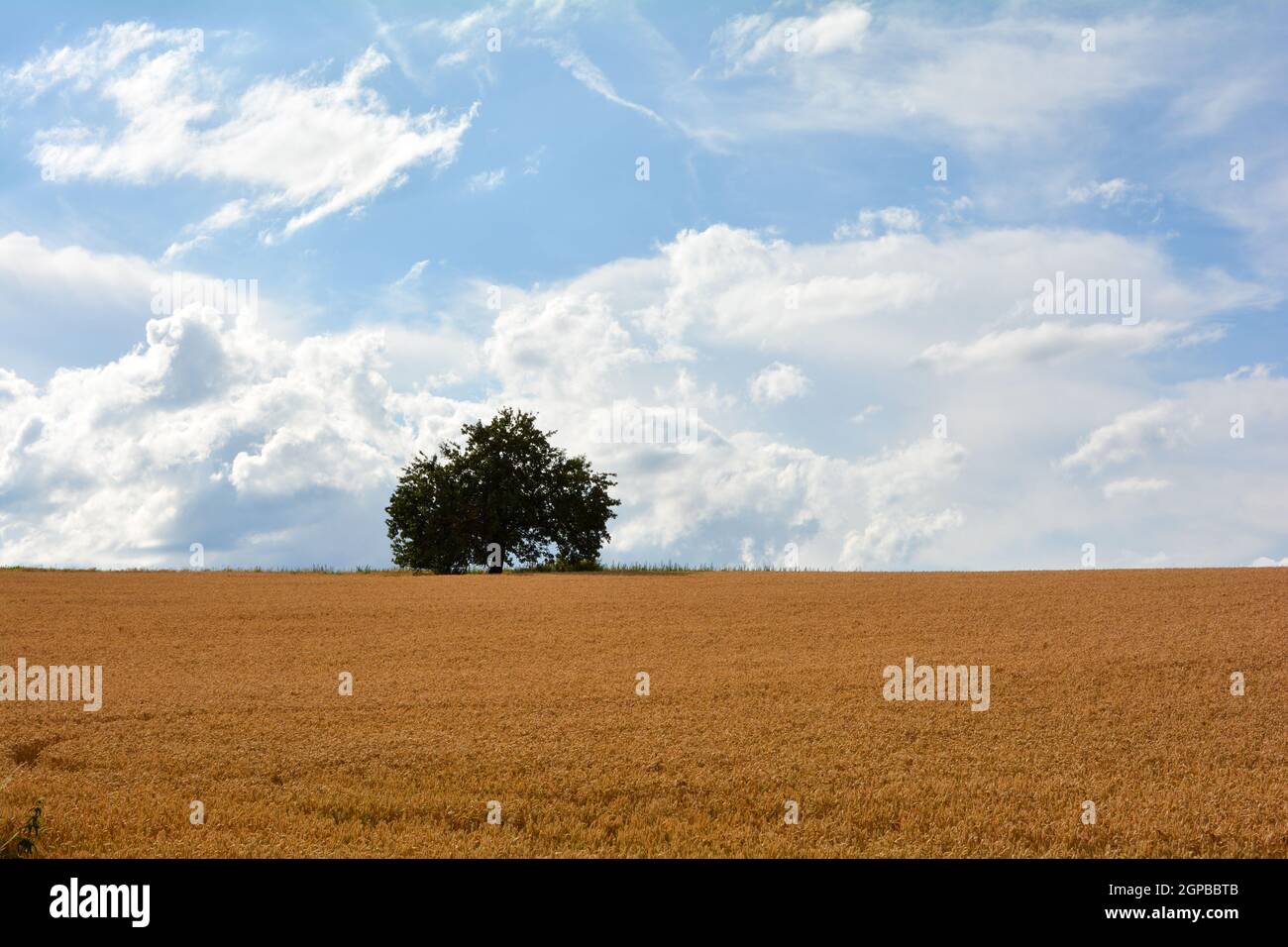 Golden grain field before harvest, with a tree in the middle and lots ...