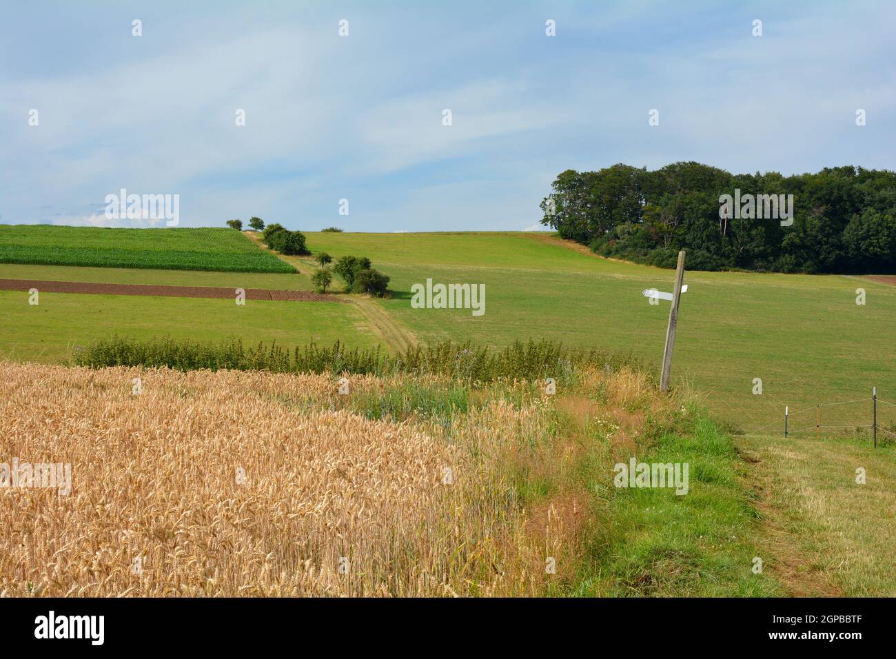 Green landscape with green meadows, grain fields, path and signposts ...