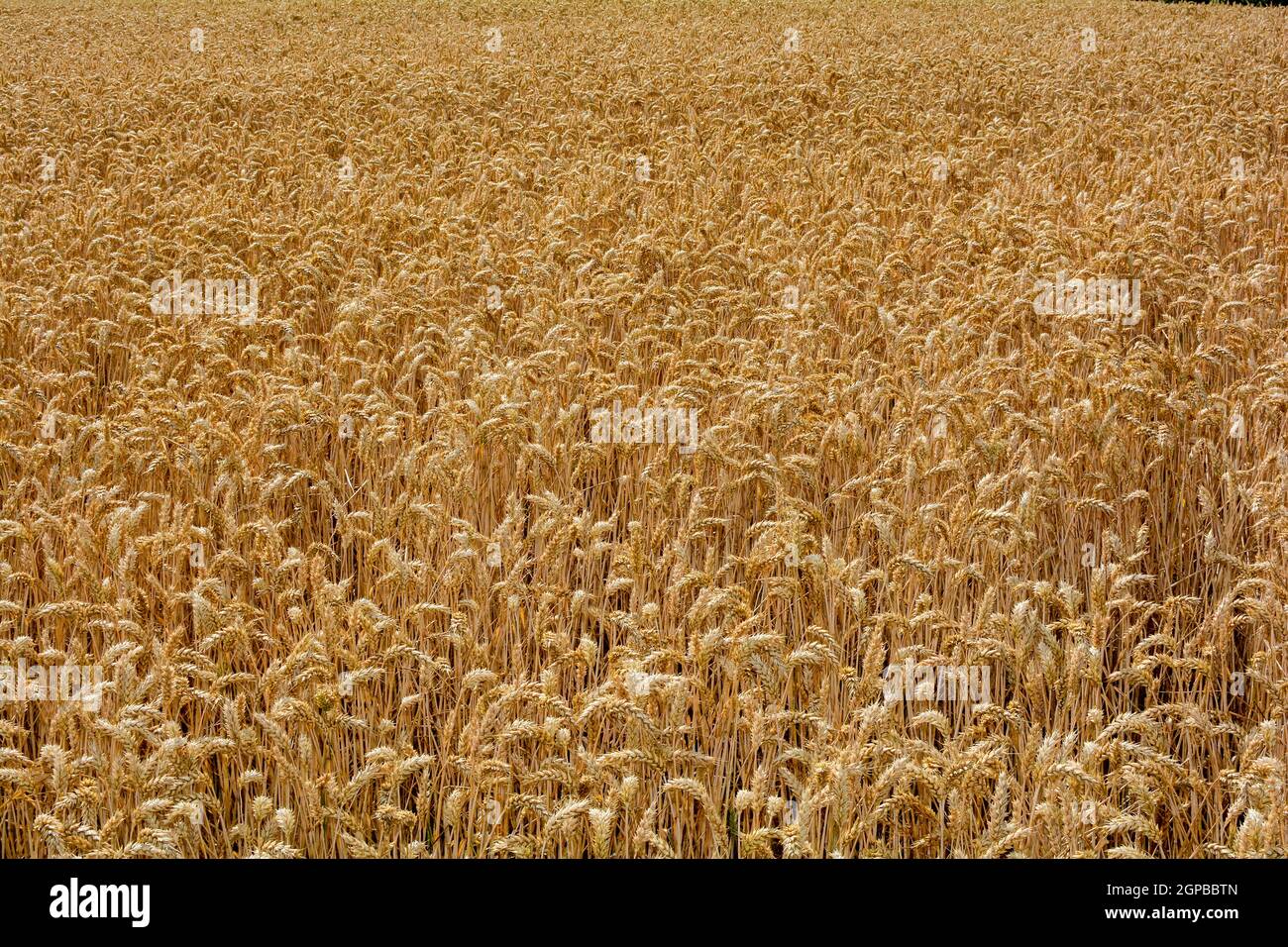 A big golden grain field before harvest as a background Stock Photo - Alamy