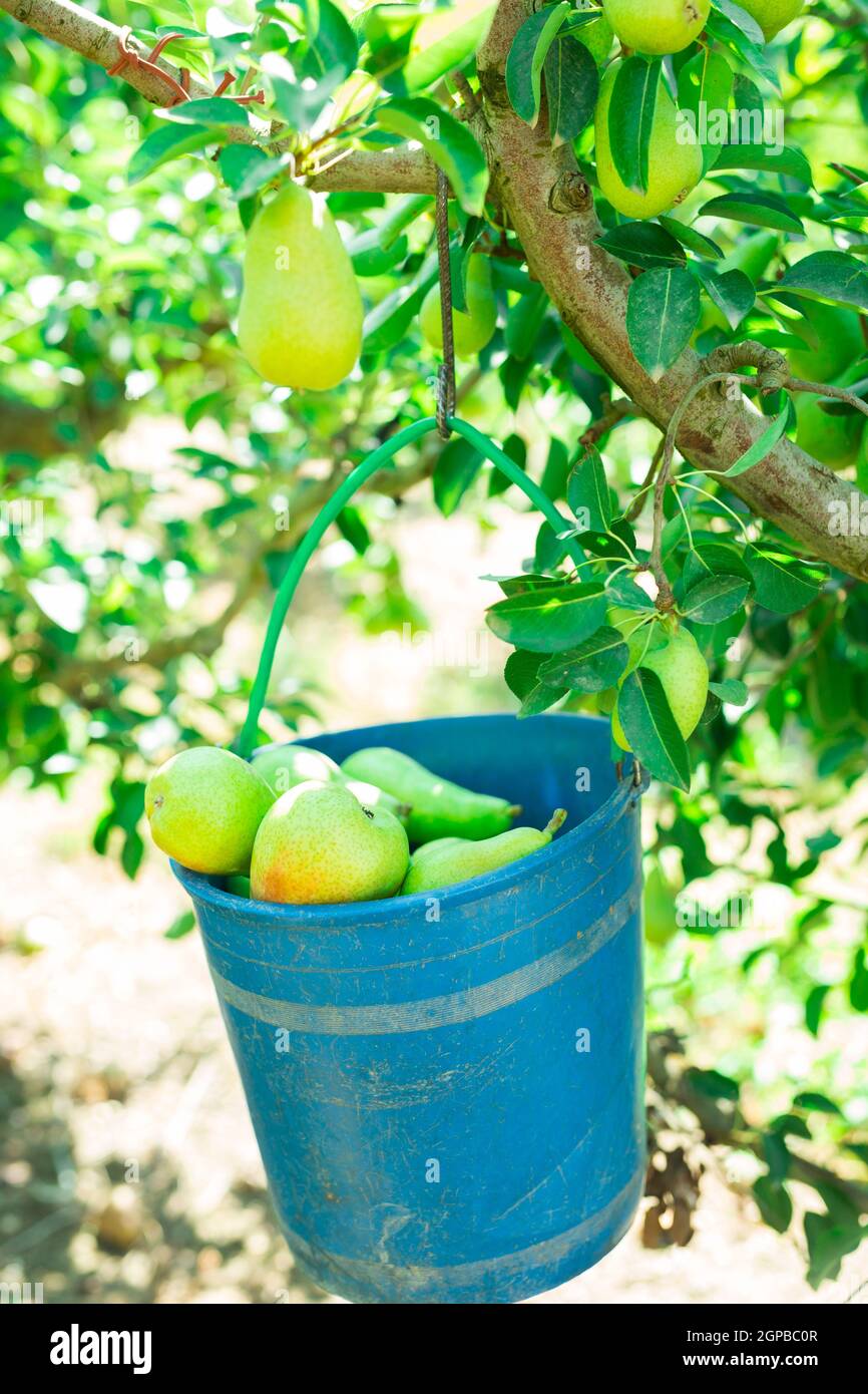 Bucket of pears hanging from trees Stock Photo - Alamy