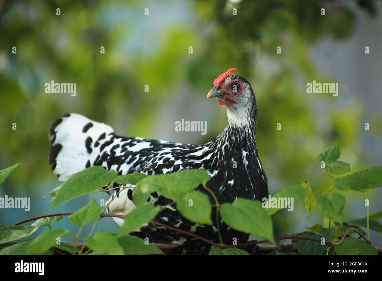 Spangled Chicken Feathers