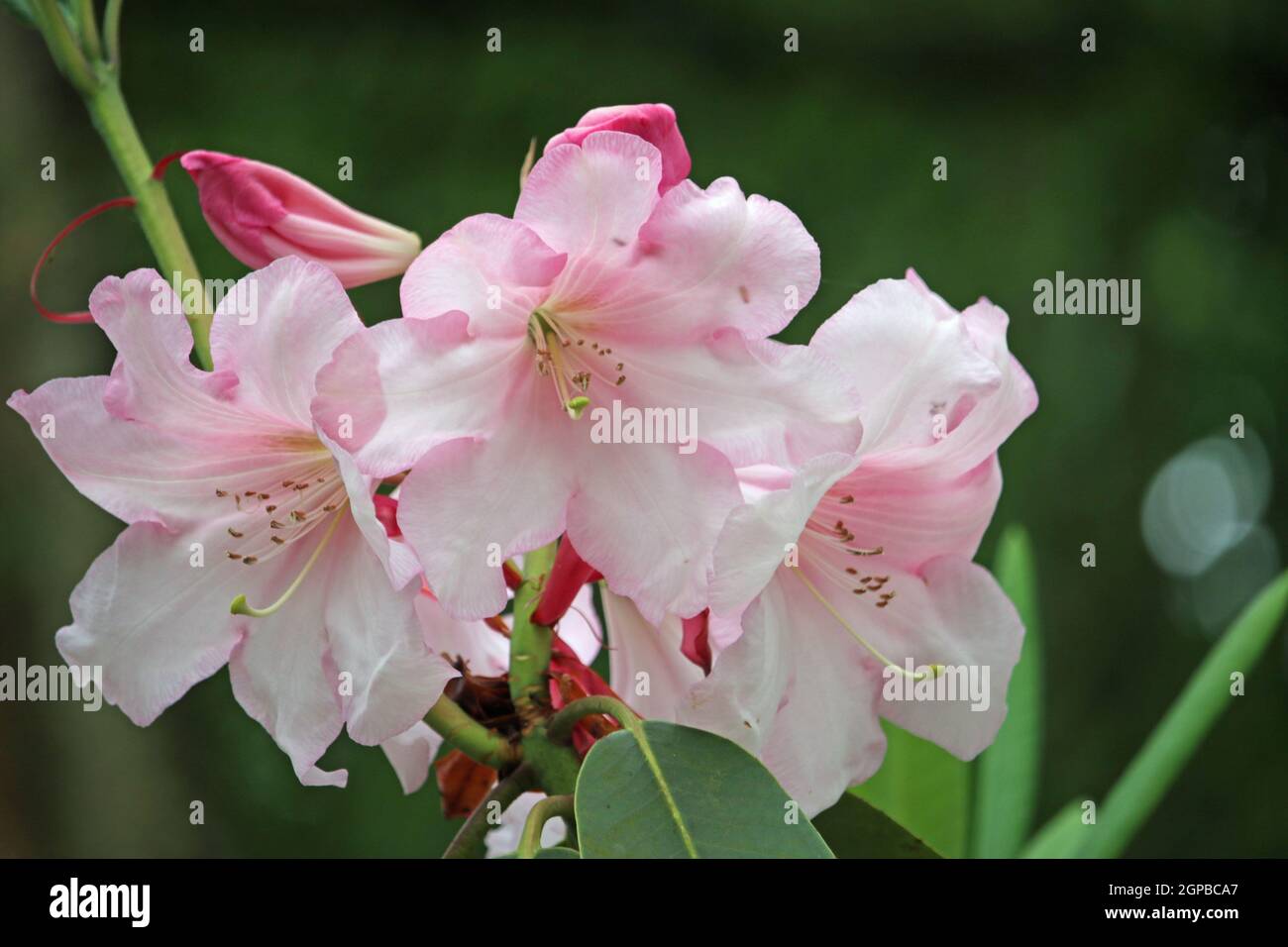 Light pink Rhododendron flowers with dark pink edges to the petals with ...
