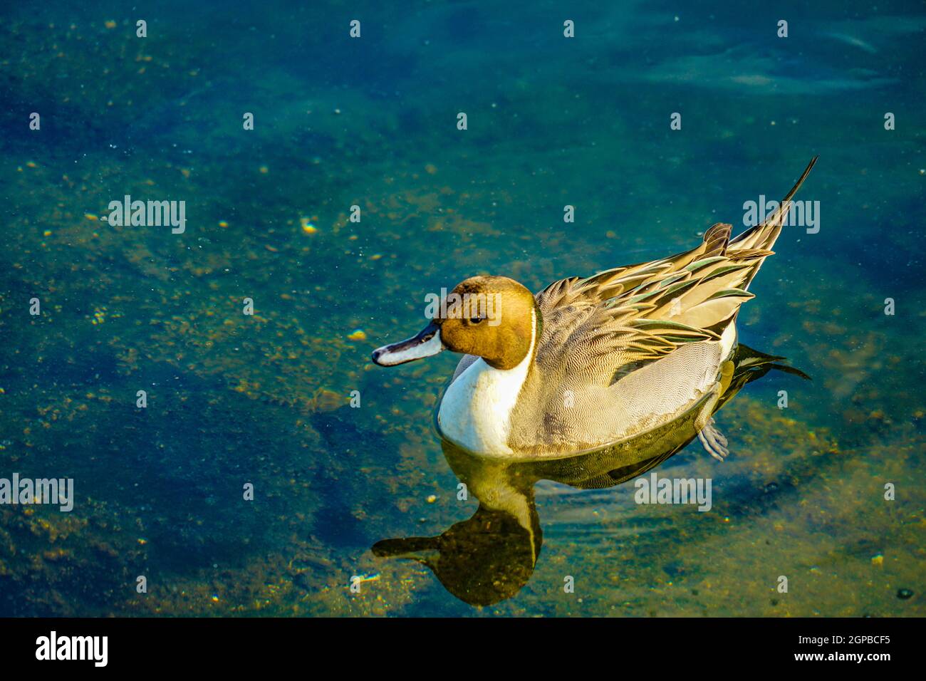 Duck to swim the waterside (Shinagawa). Shooting Location: Tokyo ...