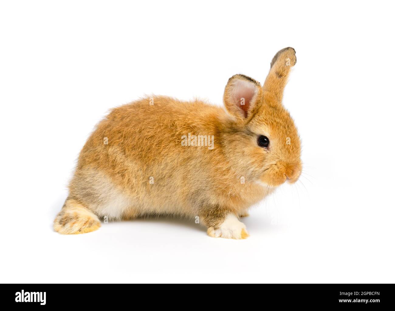 Brown baby rabbit portrait on white background Stock Photo - Alamy