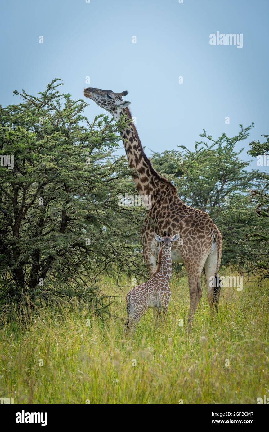 Baby Giraffe In Bush Hi Res Stock Photography And Images Alamy