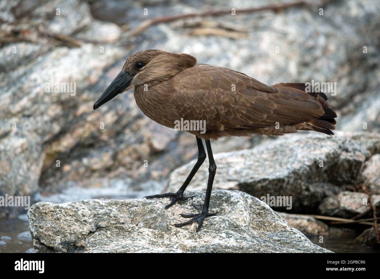 Hamerkop in the grass hi-res stock photography and images - Alamy