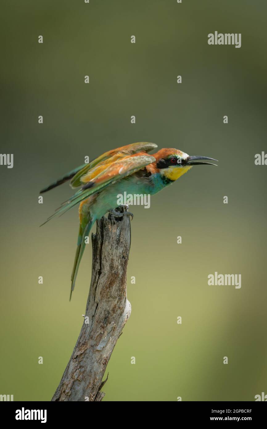 European bee-eater on tree stump fluttering wings Stock Photo - Alamy