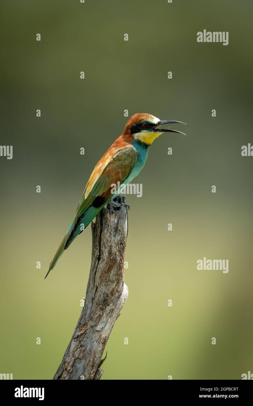 Opens the beak hi-res stock photography and images - Alamy