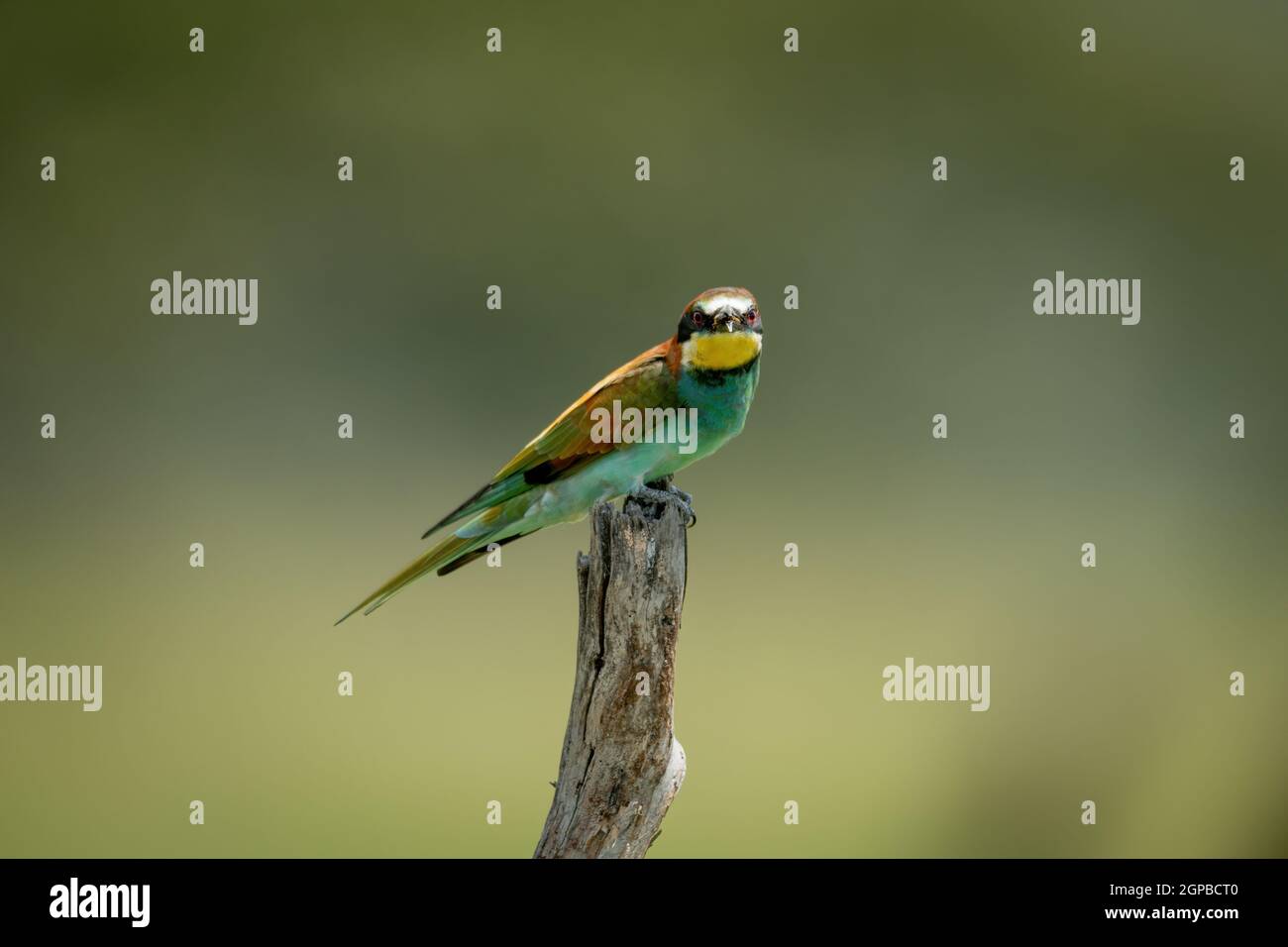 European bee-eater on tree stump eyeing camera Stock Photo - Alamy