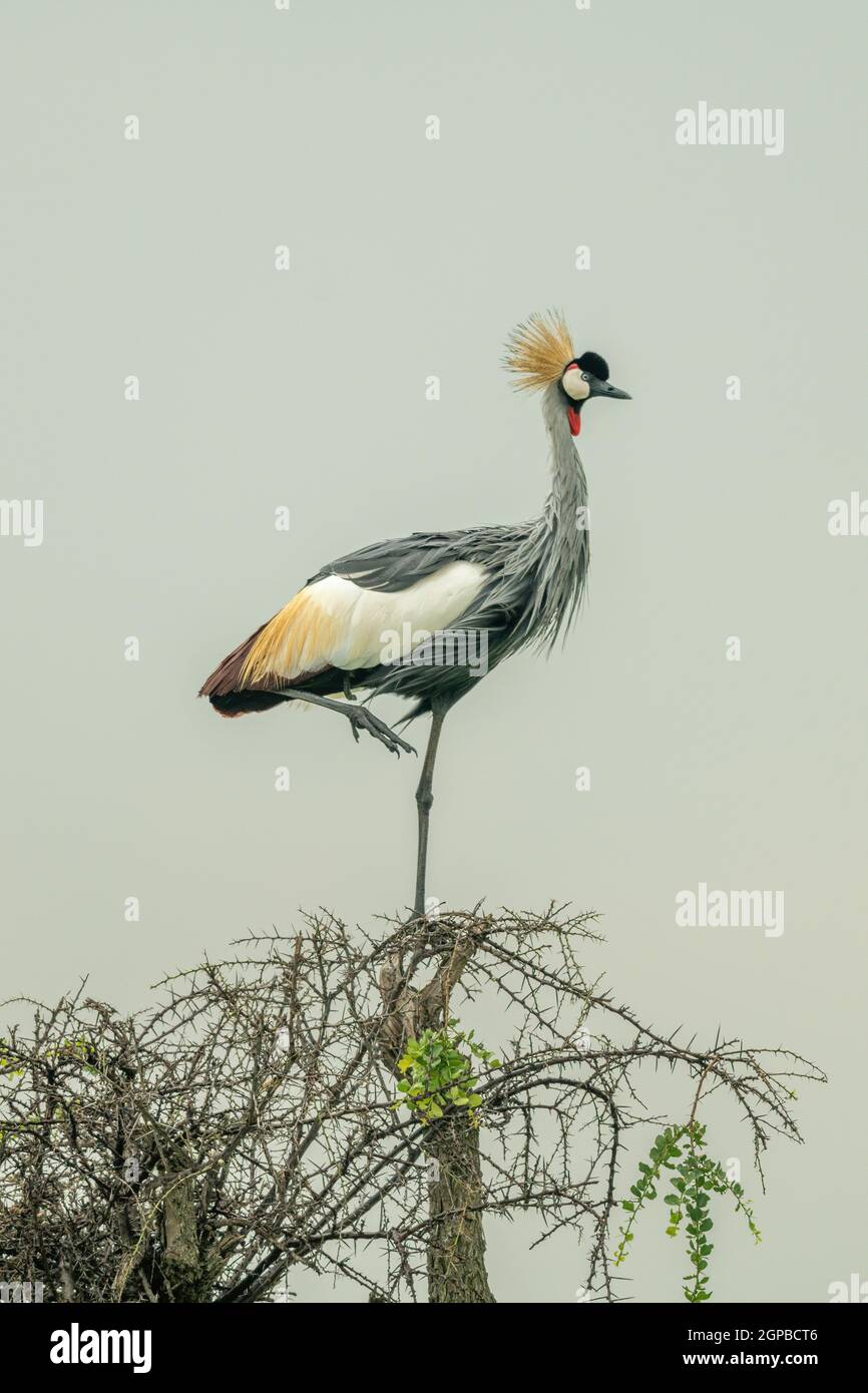 Crane standing on one leg hi-res stock photography and images - Alamy