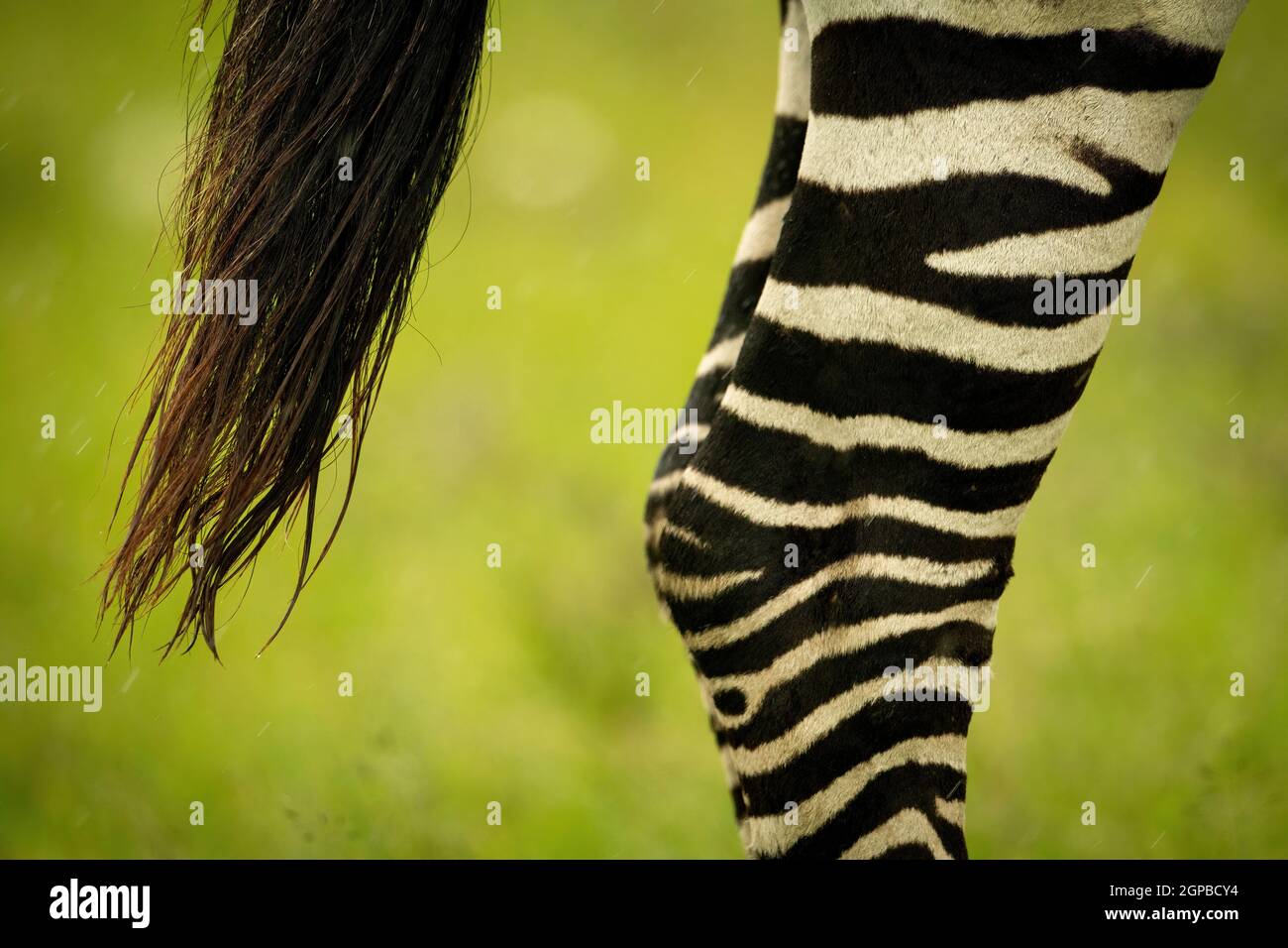 Wet tail legs hi-res stock photography and images - Alamy