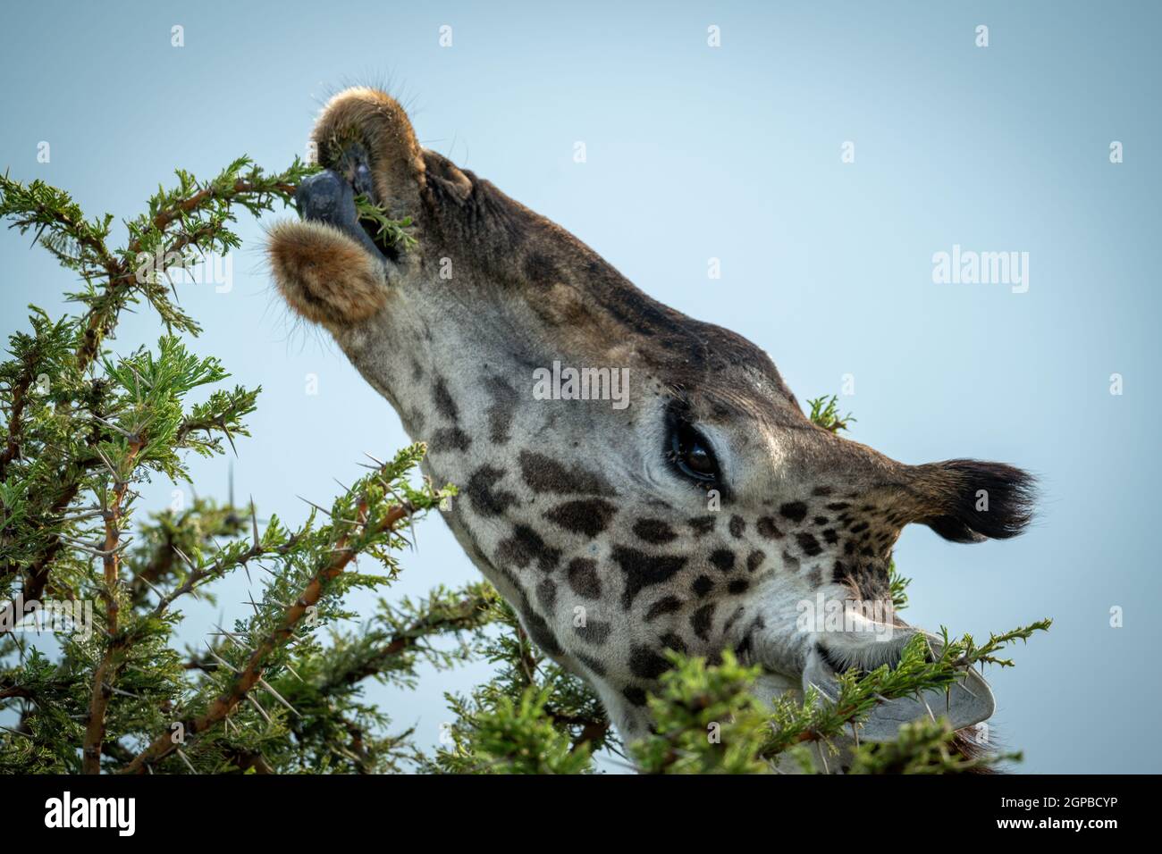 Masai giraffe feeding maasai mara hi-res stock photography and images - Alamy