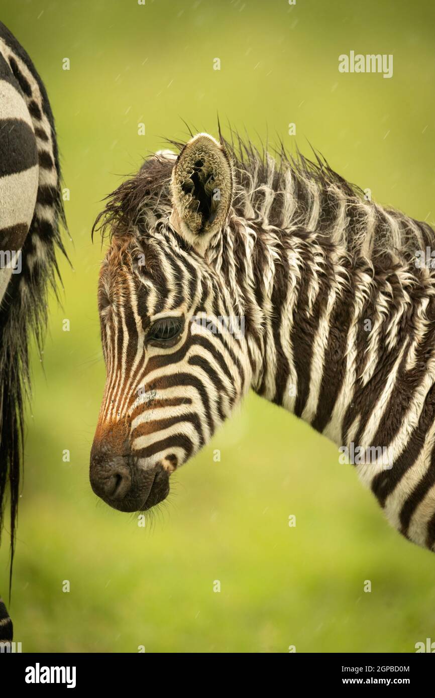 Foal behind mother hi-res stock photography and images - Alamy