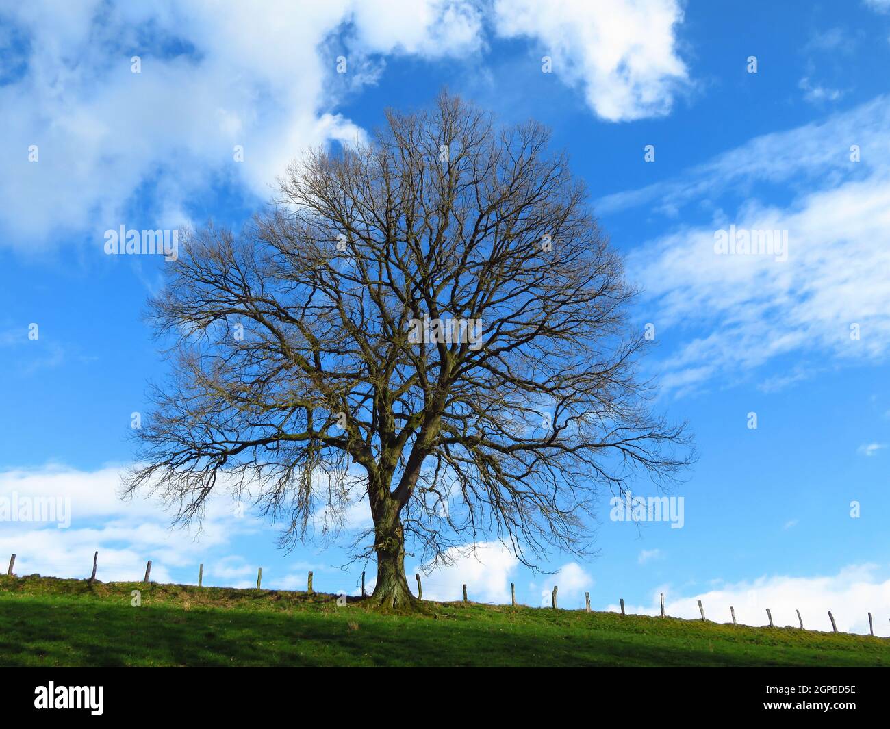 Deutsche eichen hi-res stock photography and images - Alamy
