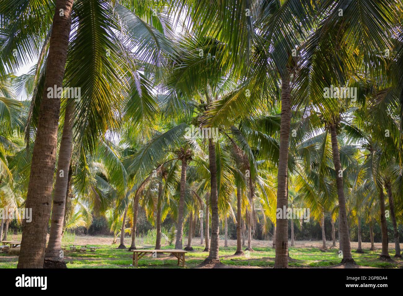 Summer field of coconut palm, stock photo Stock Photo - Alamy