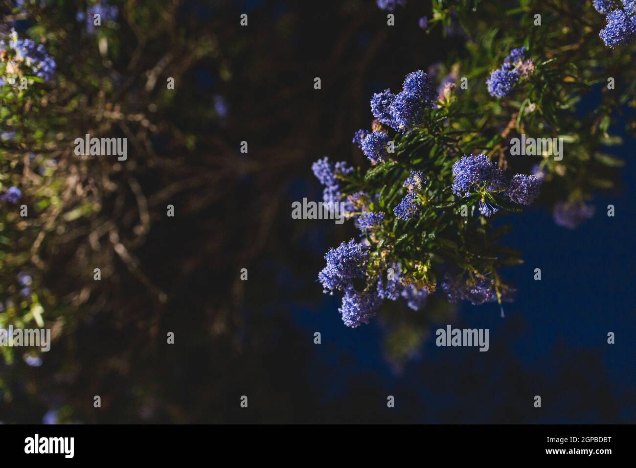 blue pacific "Ceanothus" tree with flowers in full bloom shot at night ...