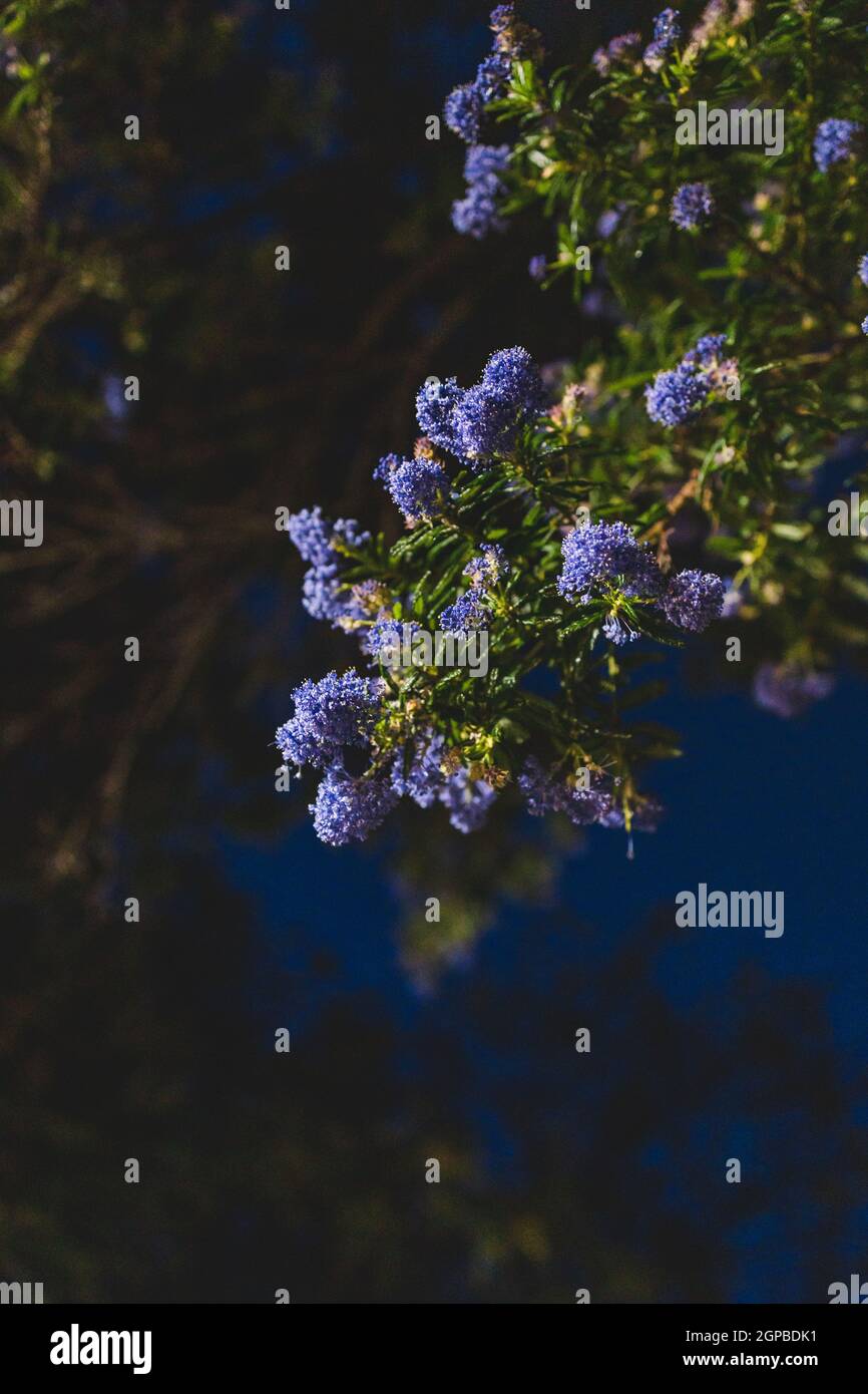 blue pacific "Ceanothus" tree with flowers in full bloom shot at night ...