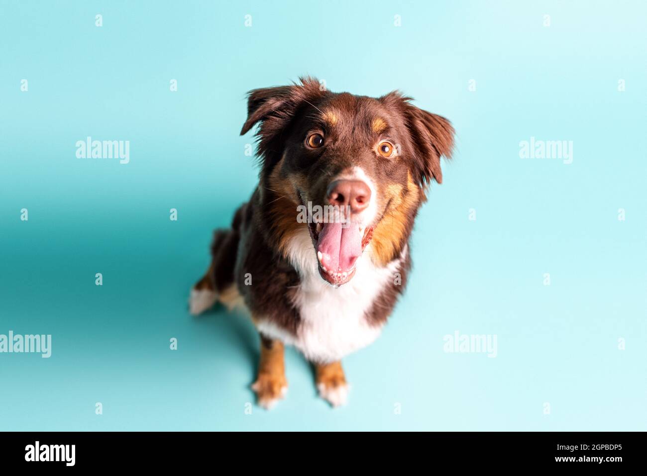 Australian Shepherd dog. Aussie dog in a studio setting. Aussie ...