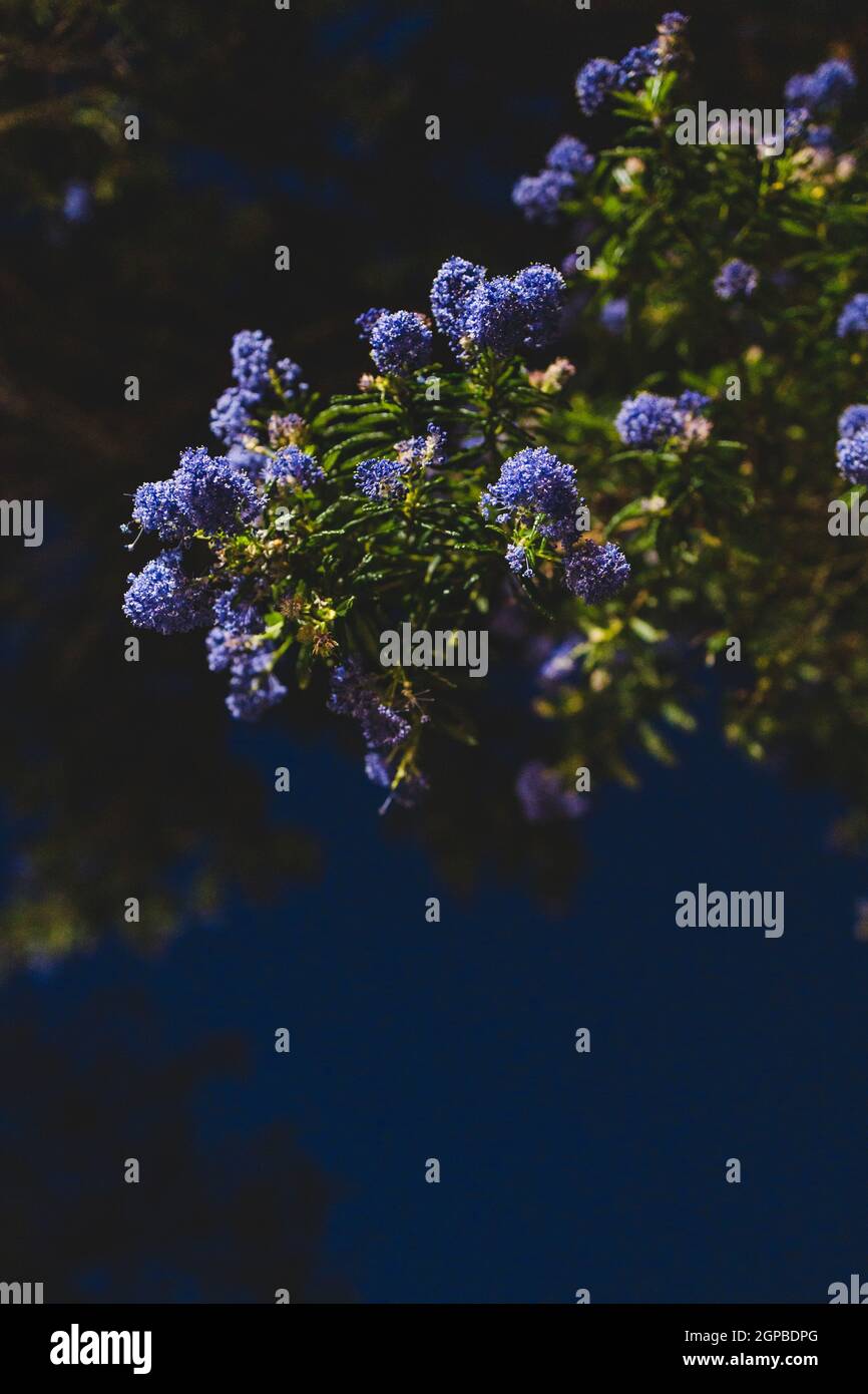 blue pacific "Ceanothus" tree with flowers in full bloom shot at night ...