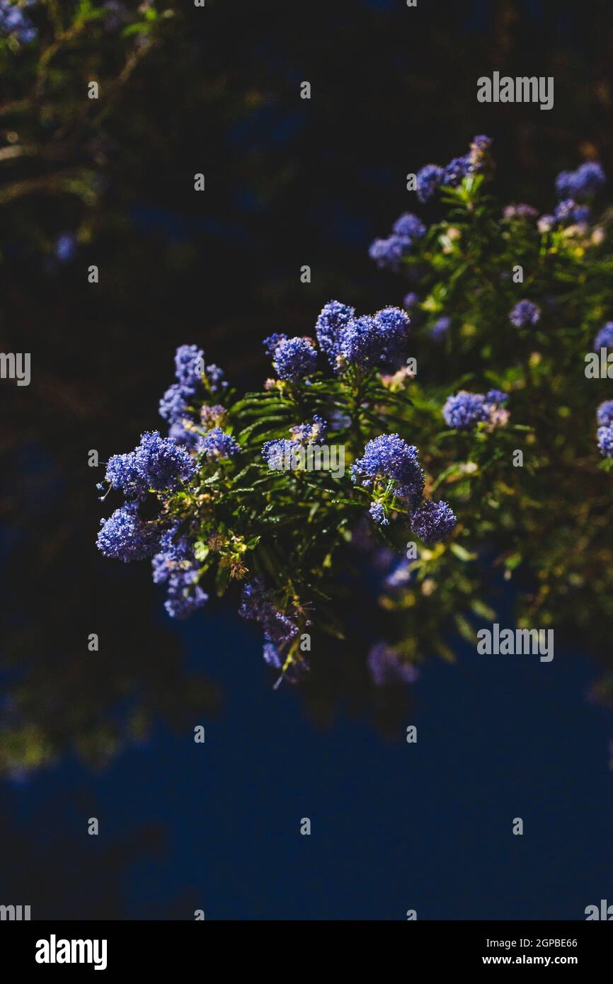 Ceanothus in full bloom hi-res stock photography and images - Alamy