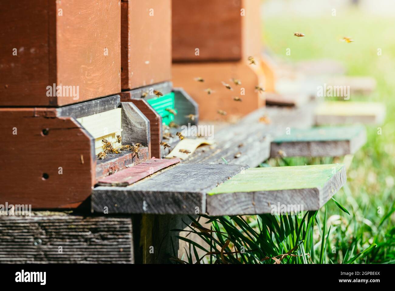 Bees are landing at the boards of a hive, spring time Stock Photo - Alamy