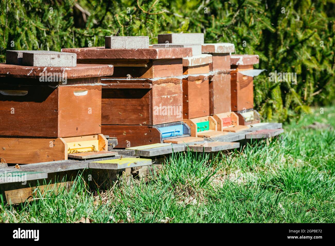 Bees are landing at the boards of a hive, spring time Stock Photo - Alamy