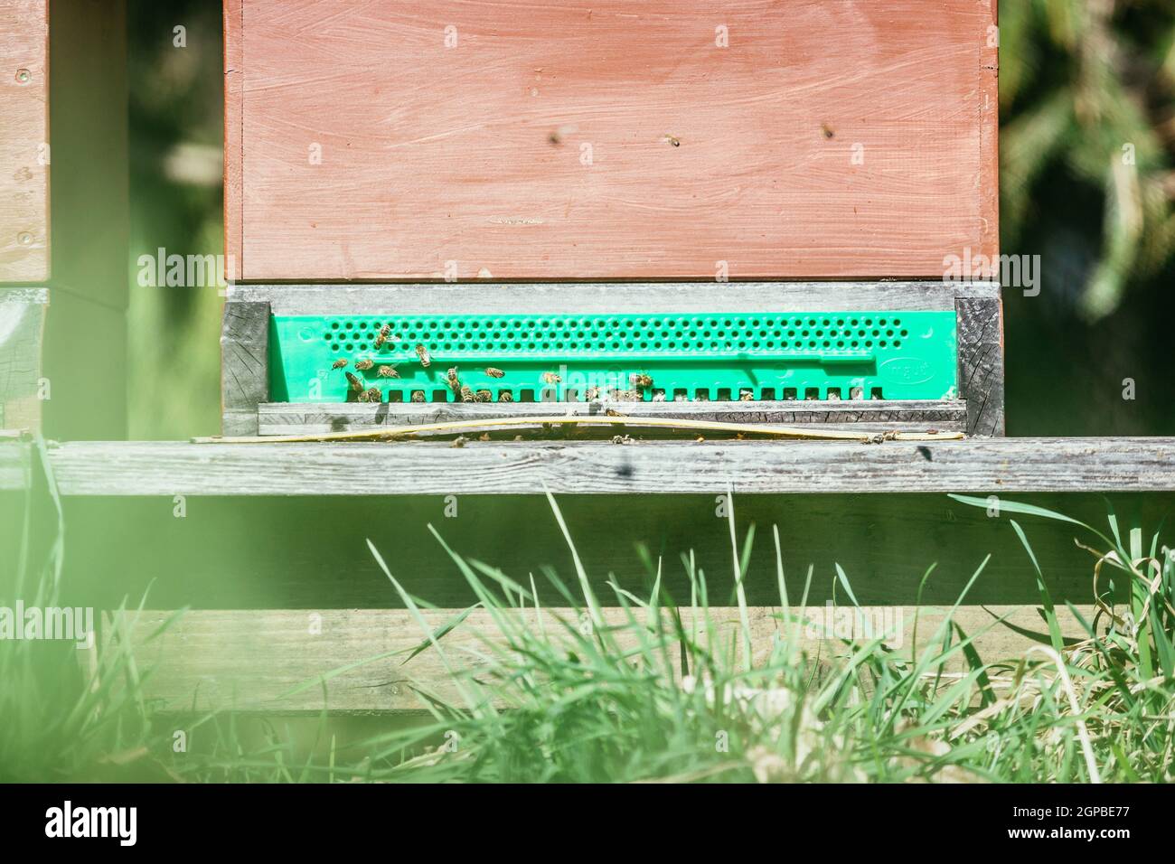 Bees are landing at the boards of a hive, spring time Stock Photo - Alamy