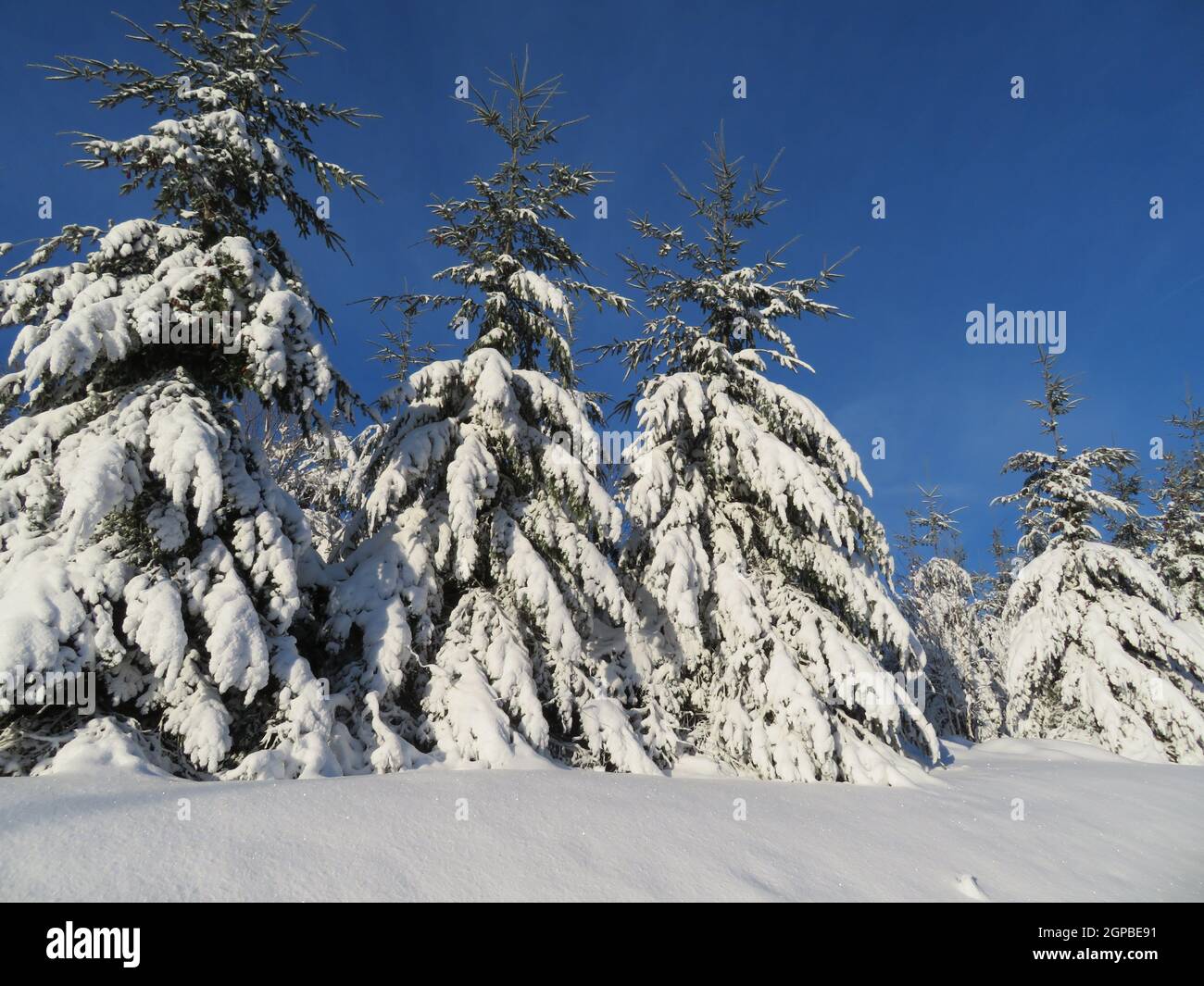 snow white cold winter beautiful ice cream trees landscape Stock Photo ...