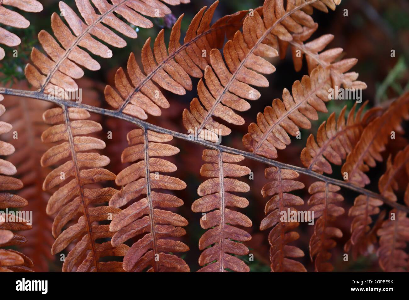 dried tree leaves autumn color term stage Stock Photo - Alamy