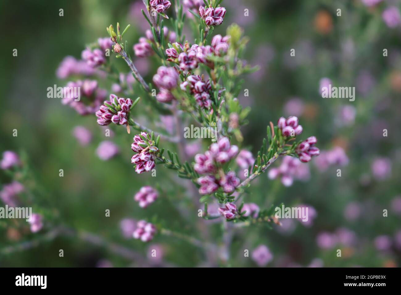 beautiful flowers of natural colors spring pollen aroma Stock Photo - Alamy