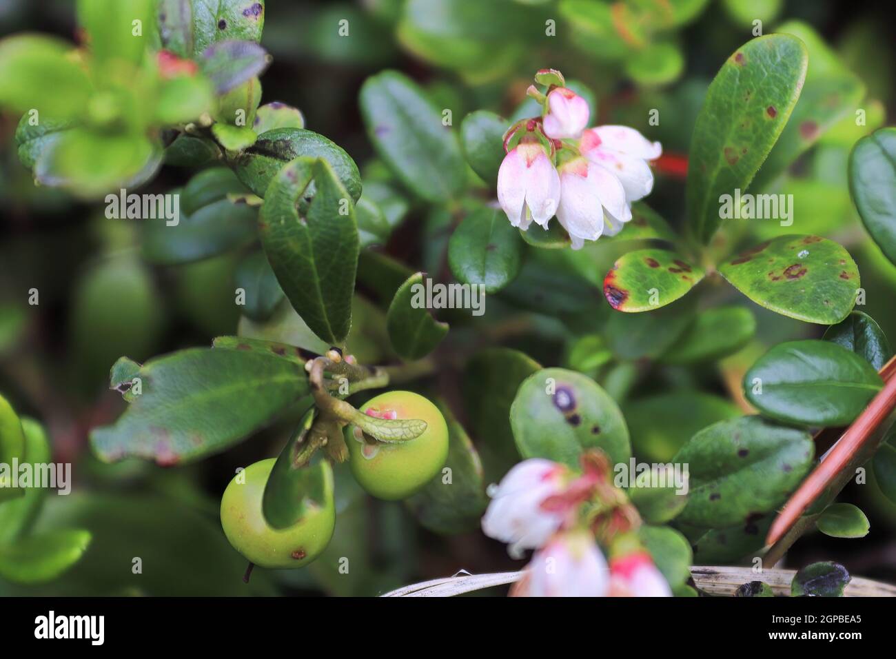 Cranberry plants hi-res stock photography and images - Alamy