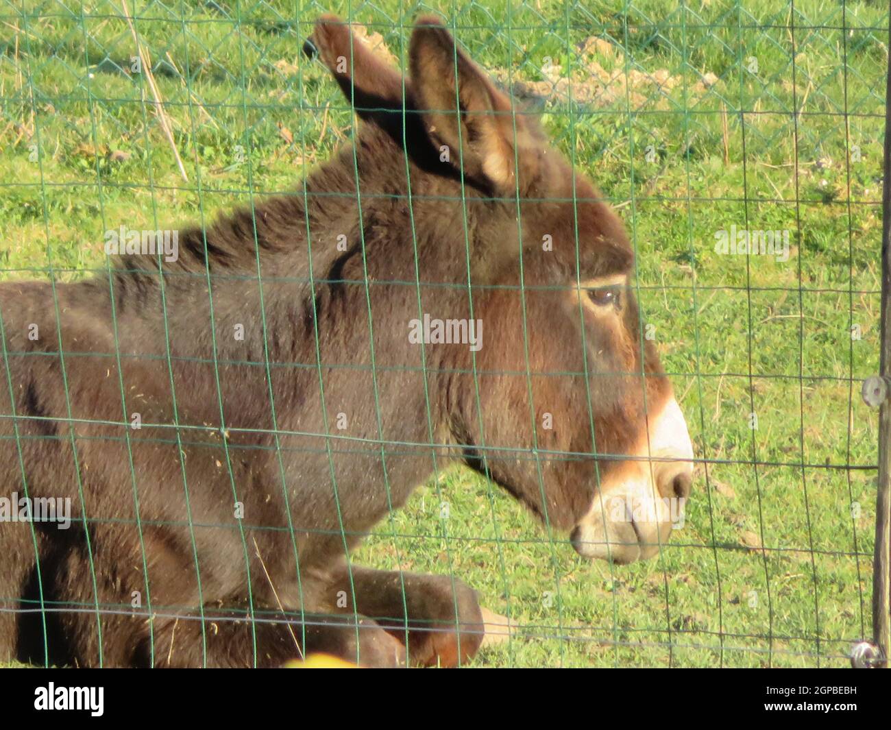 domestic animal donkey meek old brown donkey Stock Photo - Alamy