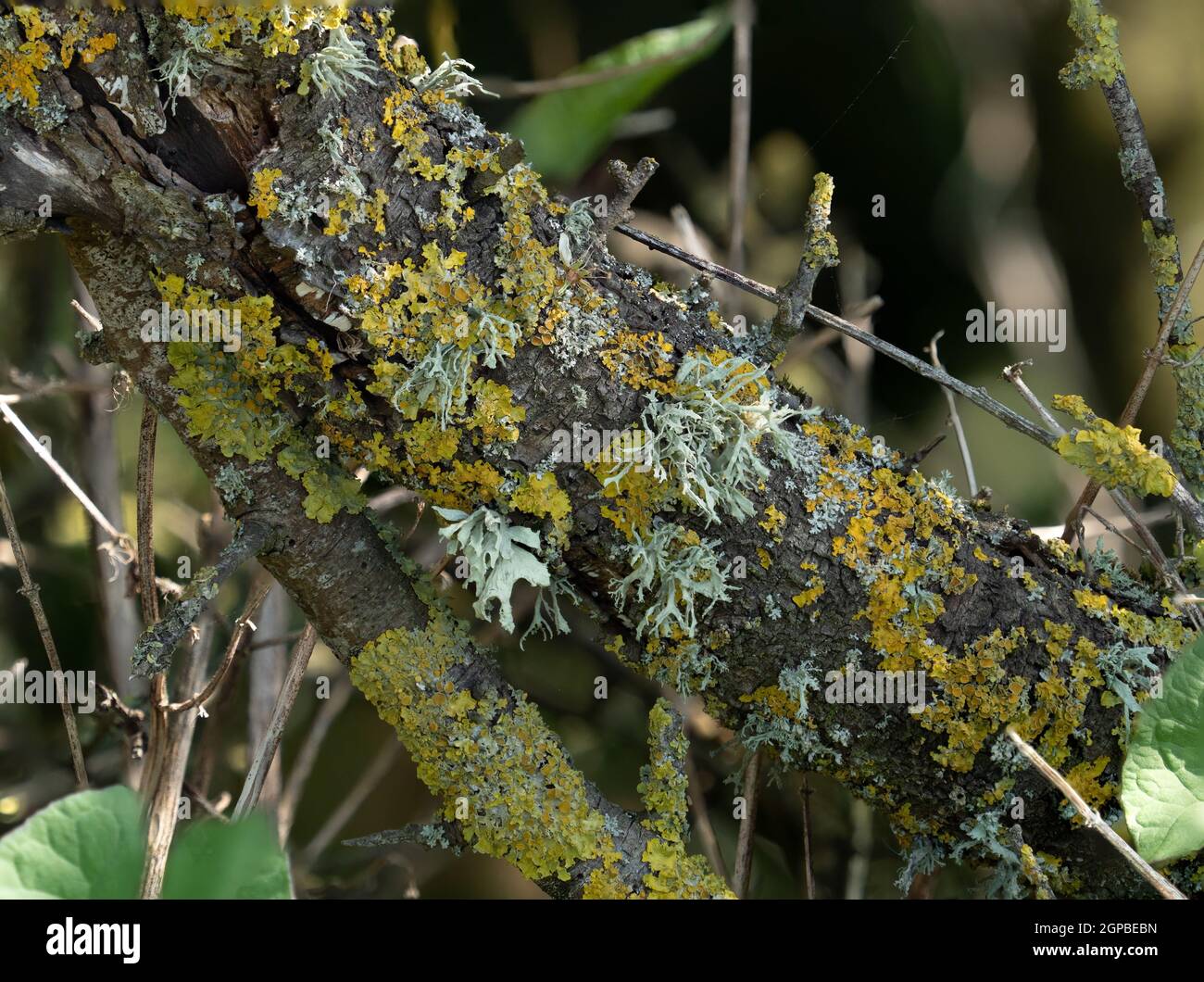Different Lichen species on tree in Sussex, England Stock Photo - Alamy