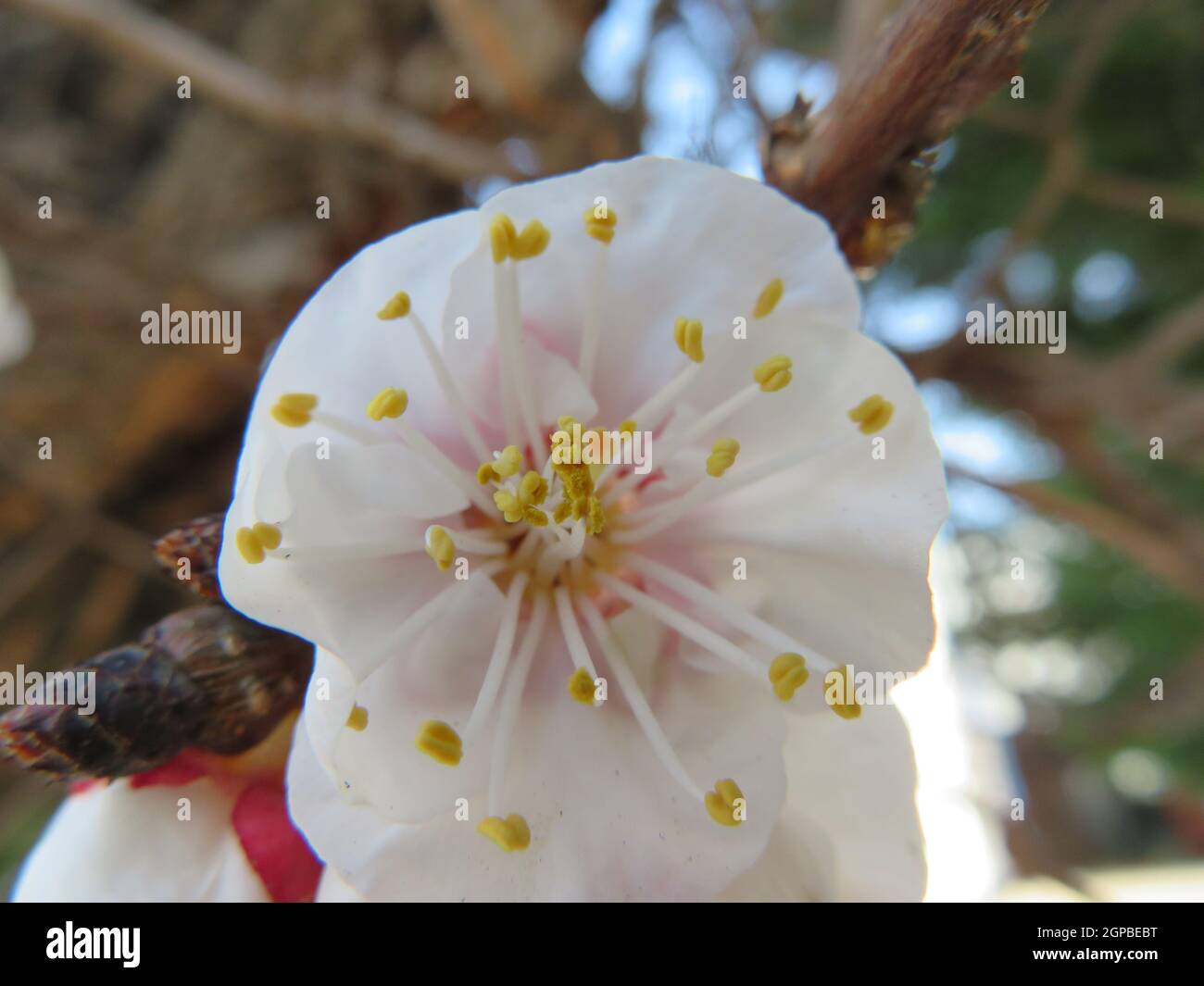 beautiful flowers of natural colors spring pollen aroma Stock Photo - Alamy