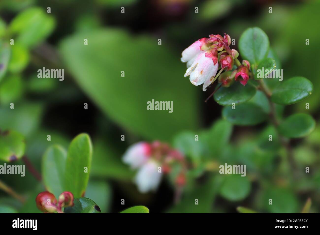 Cranberry plants hi-res stock photography and images - Alamy