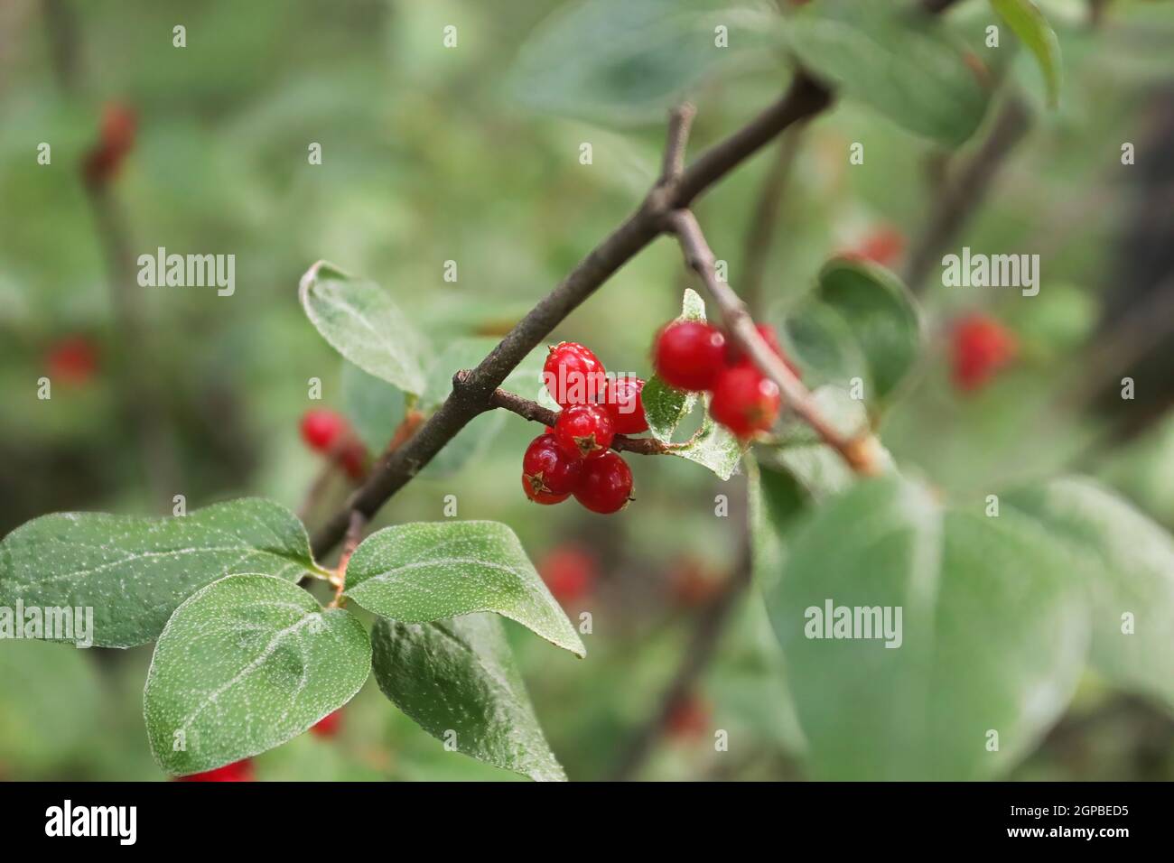 Closeup of ripe red buffaloberries on a shrub branch Stock Photo - Alamy