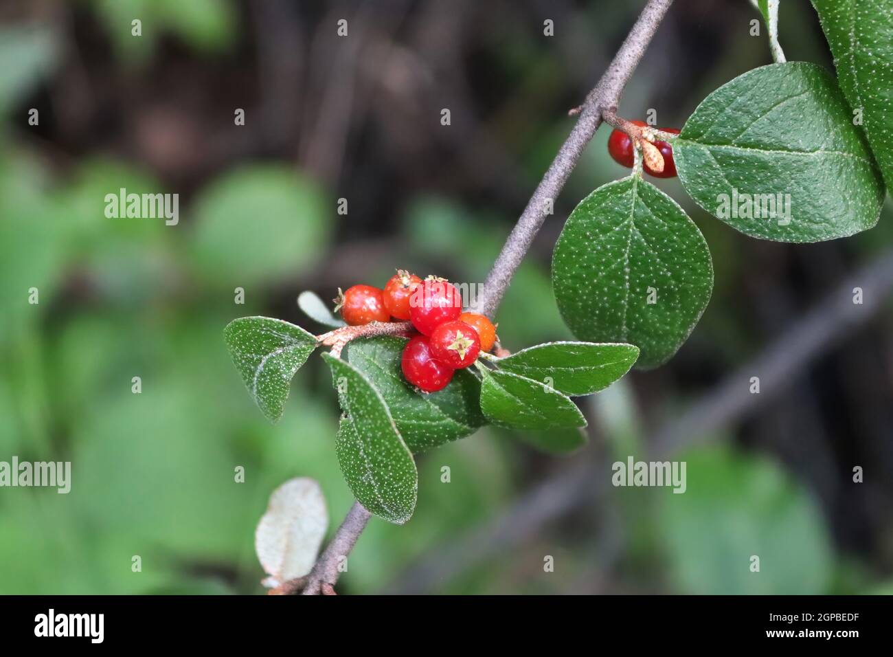 Buffaloberry shepherdia argentea hi-res stock photography and images ...