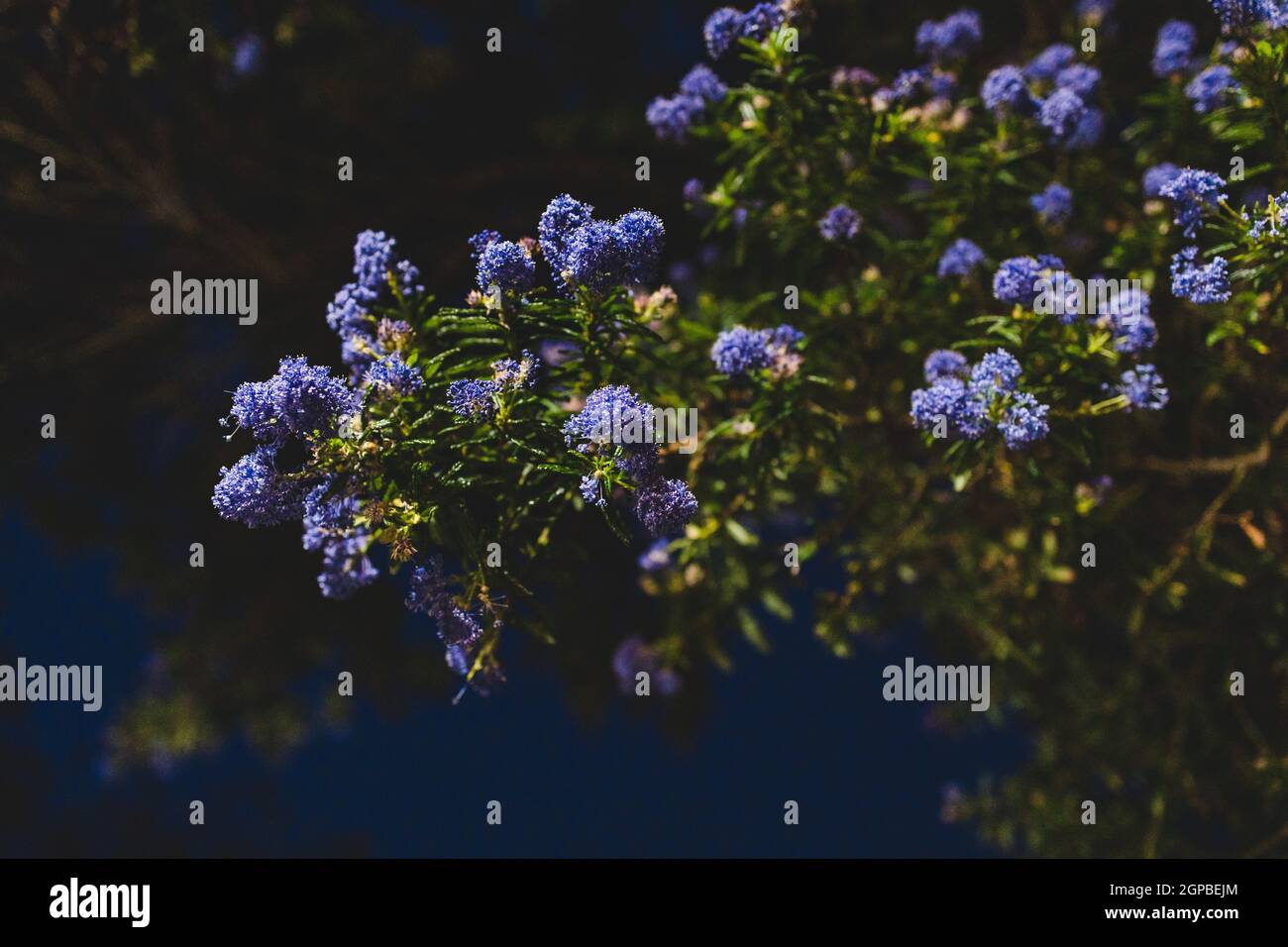 blue pacific "Ceanothus" tree with flowers in full bloom shot at night time at shallow depth of ...
