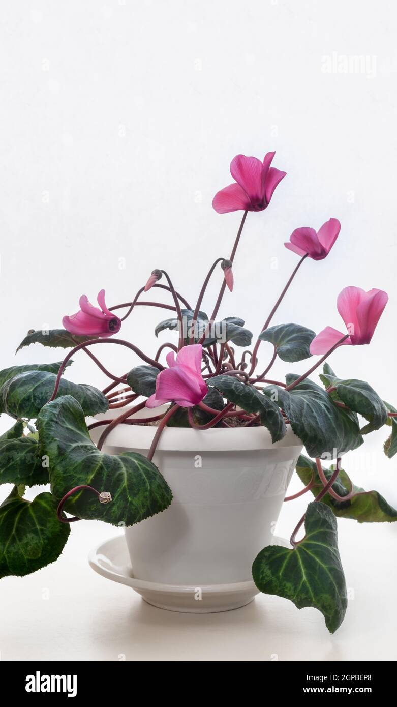 The indoor flower is cyclamen with bright pink flowers surrounded by ...