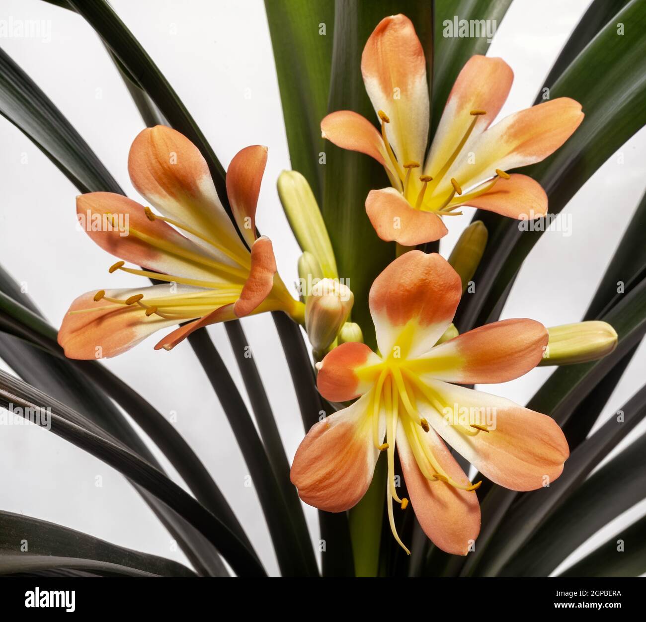 The indoor flower is cyclamen with bright pink flowers surrounded by ...