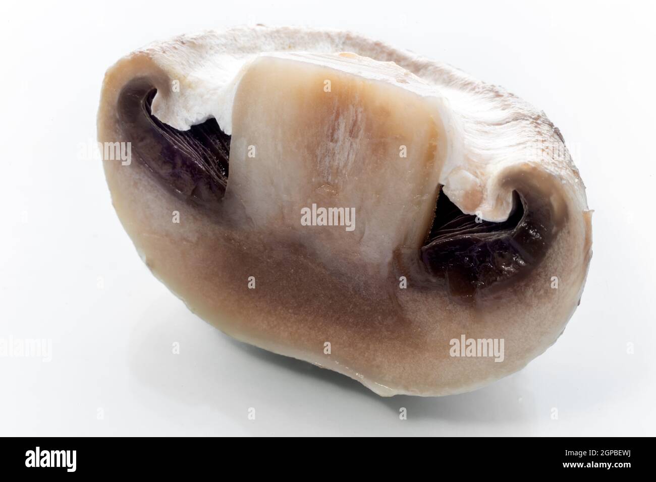 On a white background, cut the champignon in half. Close-up, front view ...