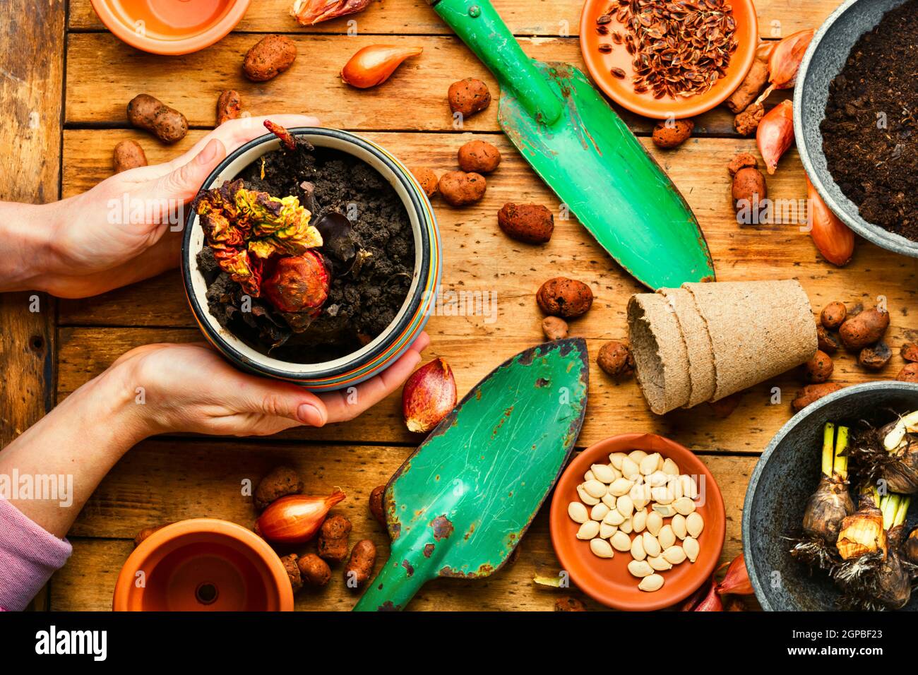 Set of plant seeds,bulbs,pots and gardening tools.Planting seedlings ...