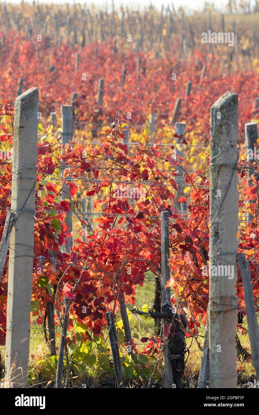 vineyard near the city Eger, northern Hungary Stock Photo - Alamy