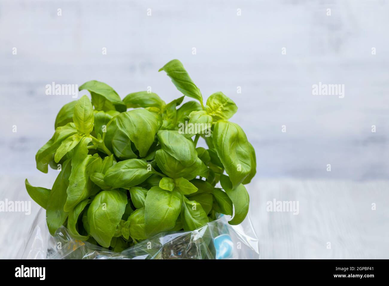 close up of basil leaves Stock Photo - Alamy